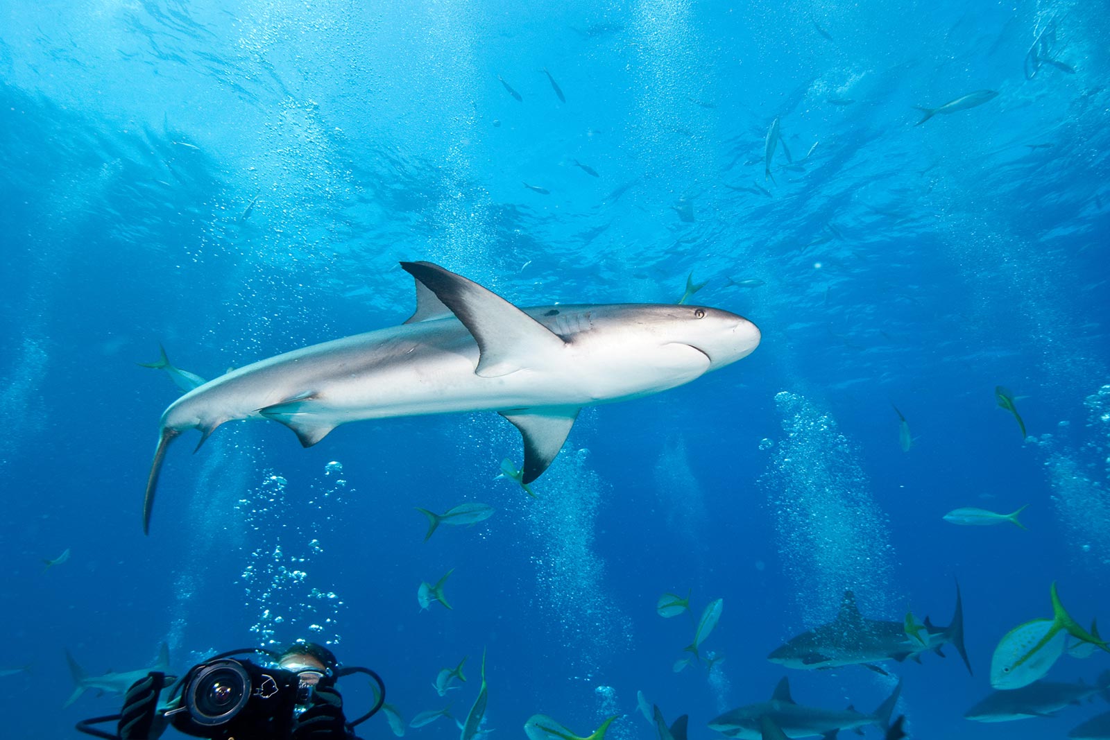 DIVING WITH SHARKS IN THE BAHAMAS - djjsimpson