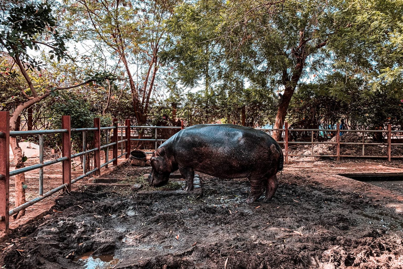 The Most Horrible Zoo | Burkina Faso Travel Journal