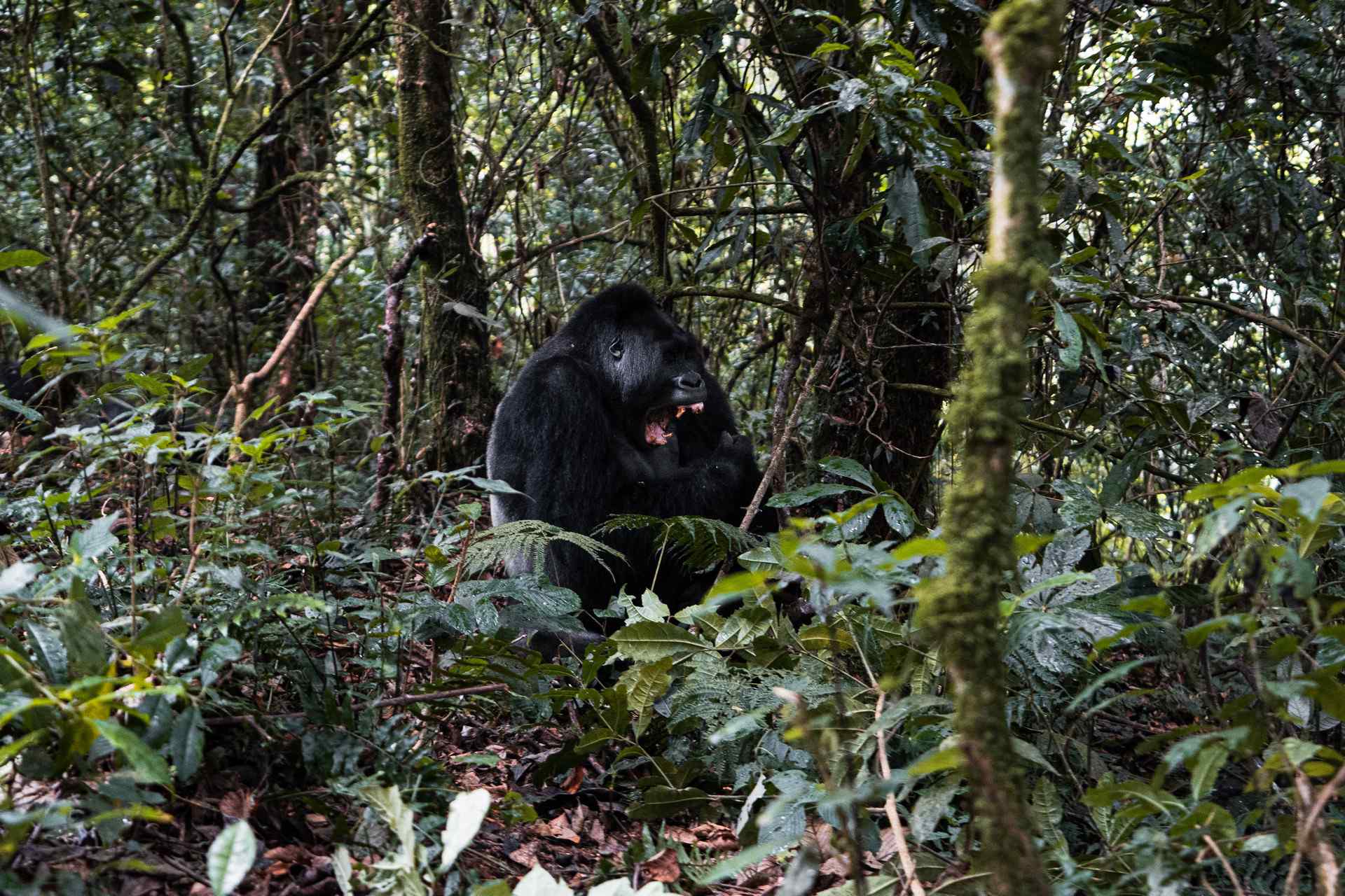 GORILLAS & SLEEPING WITH THE GENERAL’S WIFE - djjsimpson