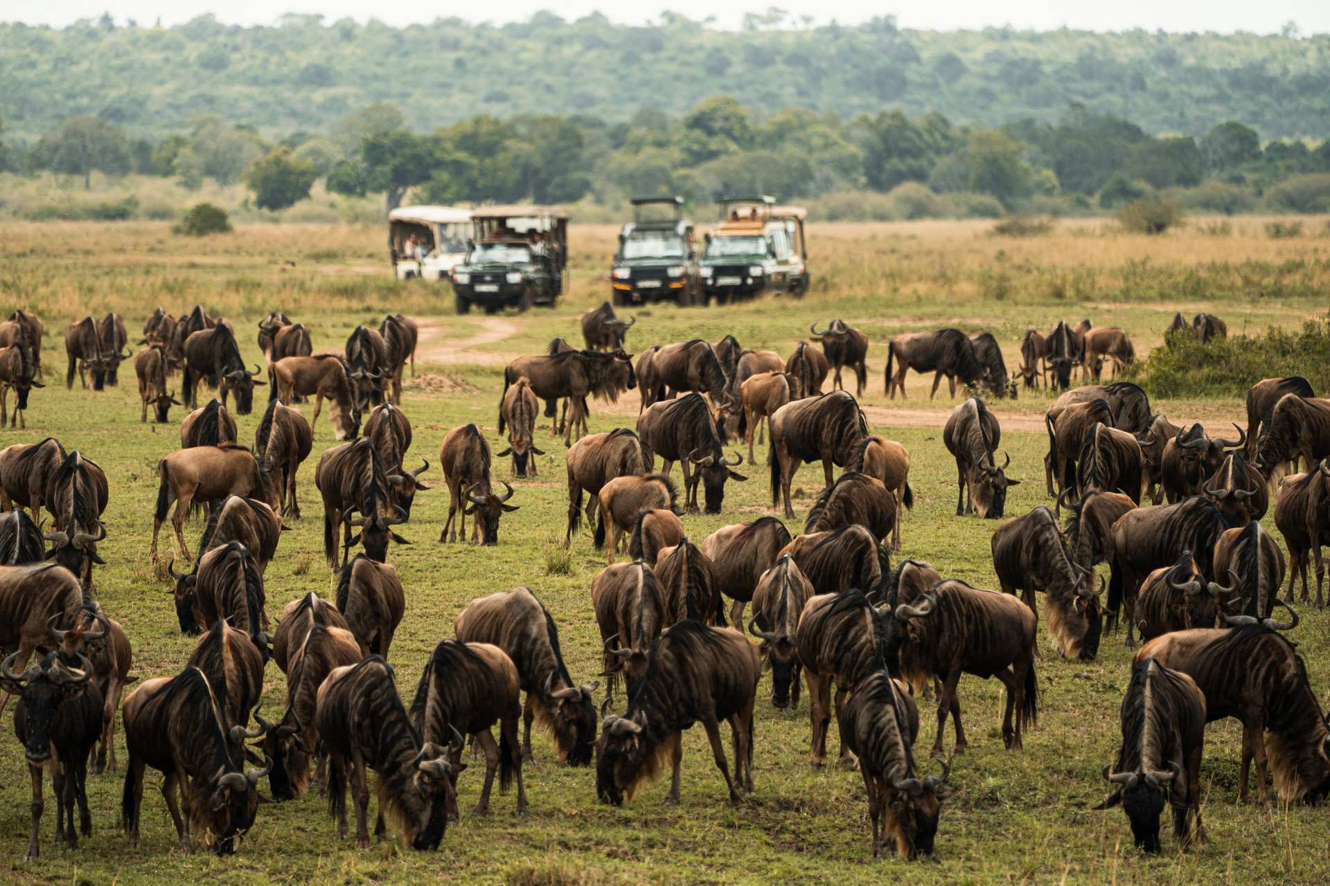 THE GREAT MIGRATION - djjsimpson - David Simpson